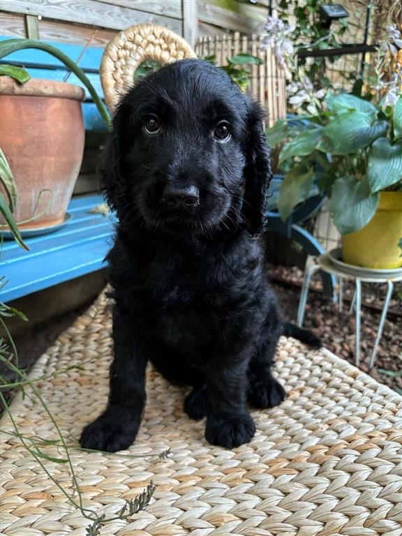 Prachtige Labradoodle Pup uit Geteste Lijnen Kopen | Retrievers ...
