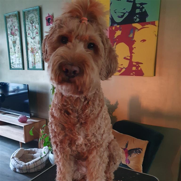Prachtige Labradoodle Pup uit Geteste Lijnen Kopen | Retrievers ...