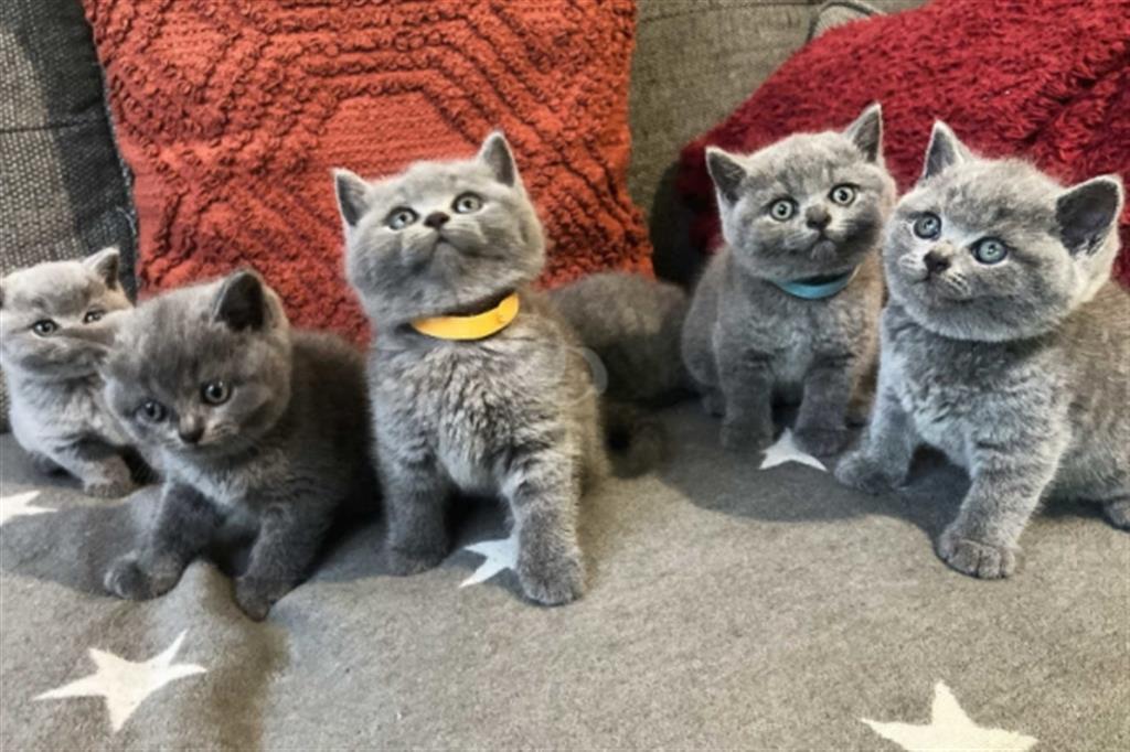 Rassen van Britse Korthaar Kittens Kopen | Raskatten | Langhaar