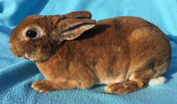 Rex Dwergen (Dwerg Konijnen) Kopen | Konijnen