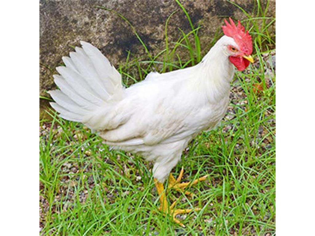 Witte Leghorn Legkippen Kopen | Pluimvee