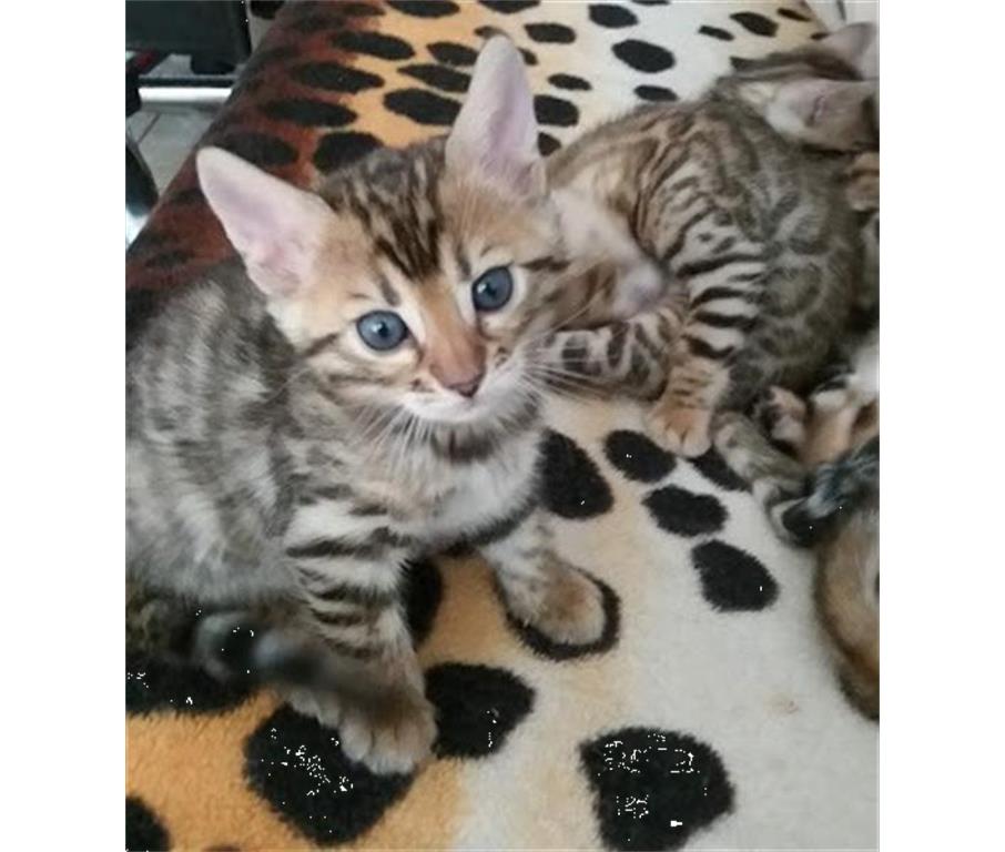 Raszuiver Bengaal Kittens met Stamboom te Koop Kopen | Raskatten | Korthaar