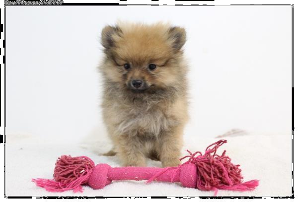 Dwergkeeshond Pups Kopen | Poolhonden, Keeshonden en Oertypen