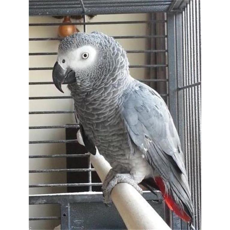 Lieve Tamme Grijze Roodstaart Papegaai Kopen | Parkieten en Papegaaien