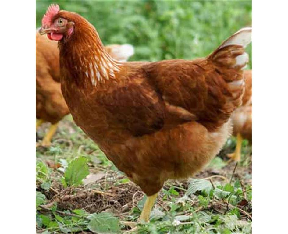 Prachtige Leghennen/Legkippen Kopen | Pluimvee