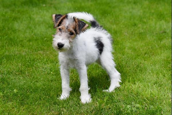Fox Terriër Pups te Koop (Ruwharig) Kopen | Jack Russells en Terriërs