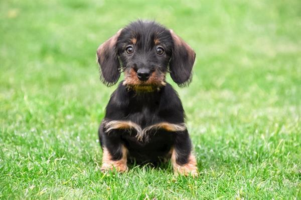 Ruwharige Dwerg Teckel Pups te Koop Kopen | Teckels en Dashonden