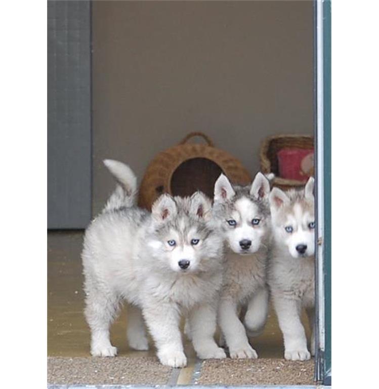 Siberische Husky Pups alle Kleuren Kopen | Poolhonden, Keeshonden en ...