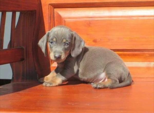 Teckel Dwerg en Kaninche Kortharig Kopen | Teckels en Dashonden