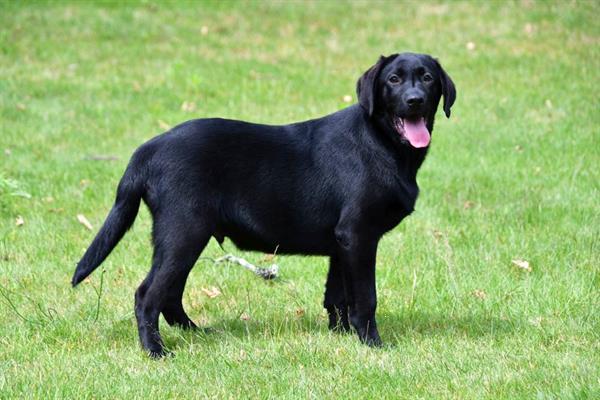 Zwarte Labrador Pup (Reutje) te Koop Kopen | Retrievers, Spaniëls en ...