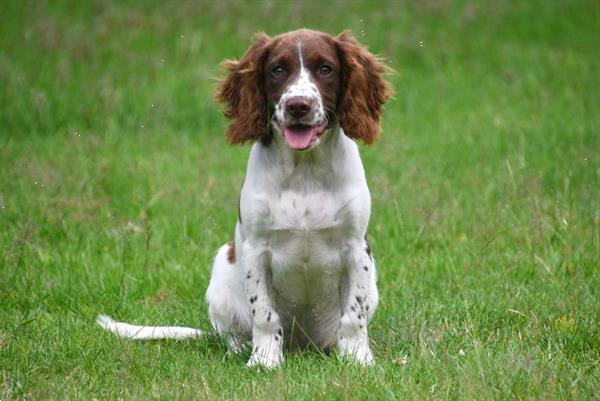 Engelse Springer Spaniël Pups te Koop Kopen | Retrievers, Spaniëls en ...