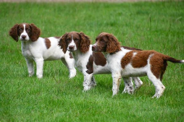 Engelse Springer Spaniël Pups te Koop Kopen | Retrievers, Spaniëls en ...