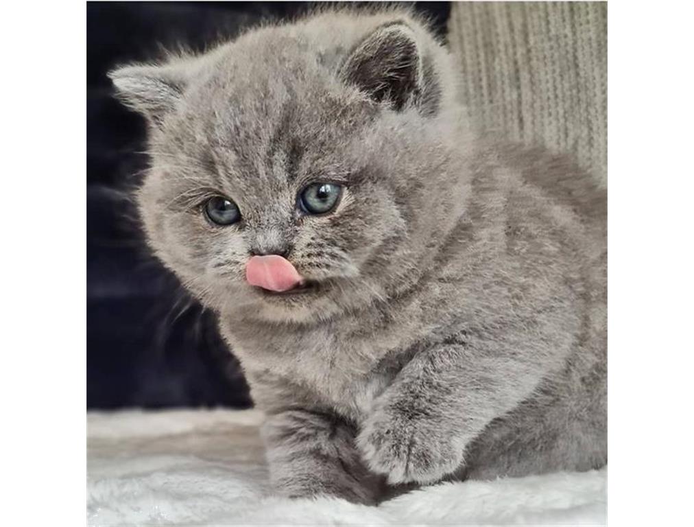 Rond/Gezicht 6 Brits Korthaar Kittens Kopen | Raskatten | Korthaar