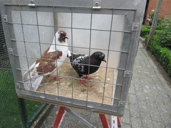 Verschillende SierDuiven Allen van Dit Jaar Kopen | Duiven