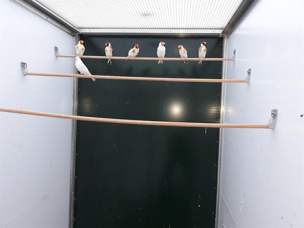 DISTELVINKEN - GROTE GOUDVINKEN EN BARMSIJZEN Kopen | Overige Vogels