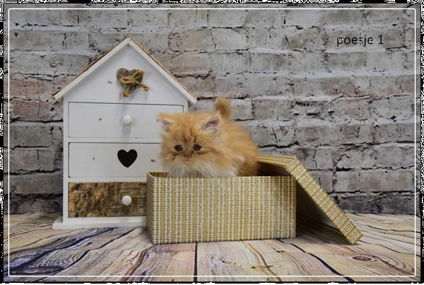 Pers Kittens te Koop Kopen | Raskatten | Langhaar