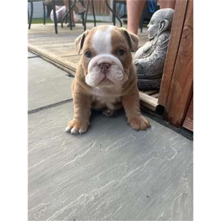 3 Prachtige Reuen Engelse Bulldog Kopen | Bulldogs, Pinschers en Molossers