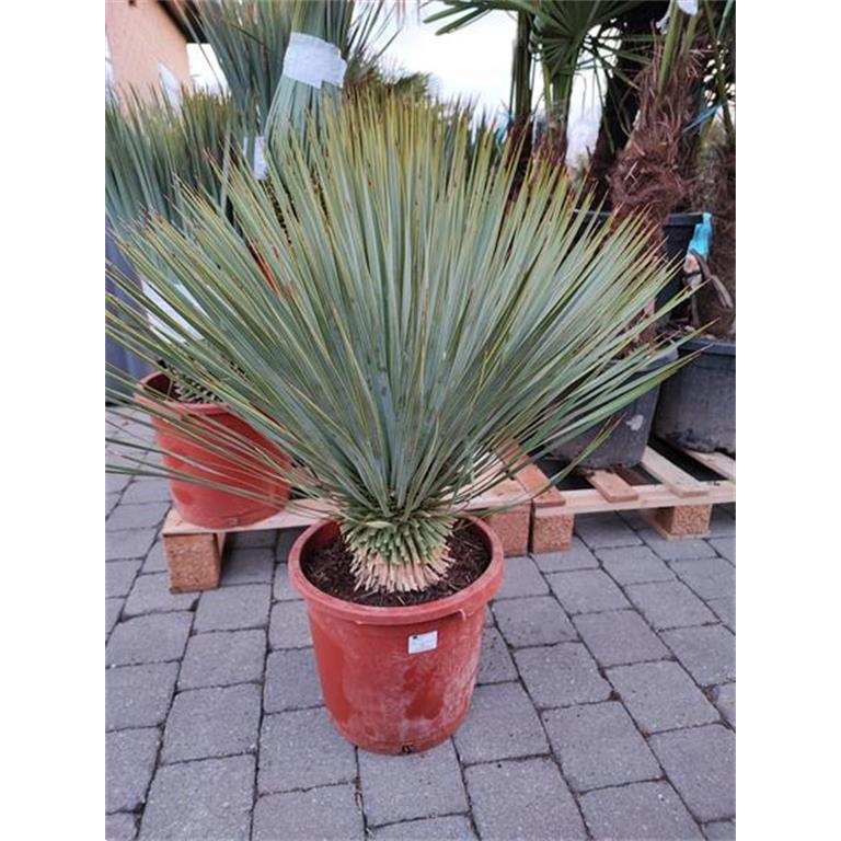 Yucca Rostrata Winterharde Yucca Kopen | Bomen en Struiken