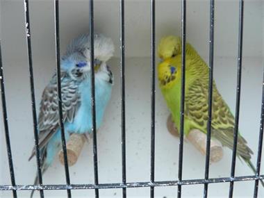 ENGELSE GRASPARKIETEN Kopen | Parkieten en Papegaaien