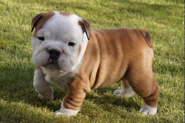Leuke Engelse Bulldog Pups Kopen | Bulldogs, Pinschers en Molossers