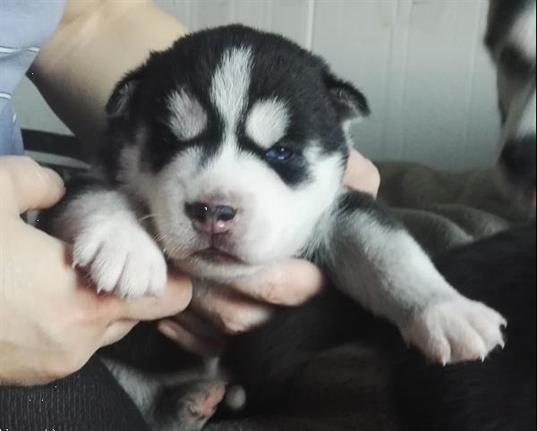 Puppy Siberische Husky Kopen | Poolhonden, Keeshonden en Oertypen