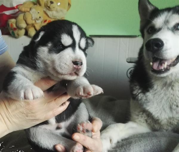Puppy Siberische Husky Kopen | Poolhonden, Keeshonden en Oertypen