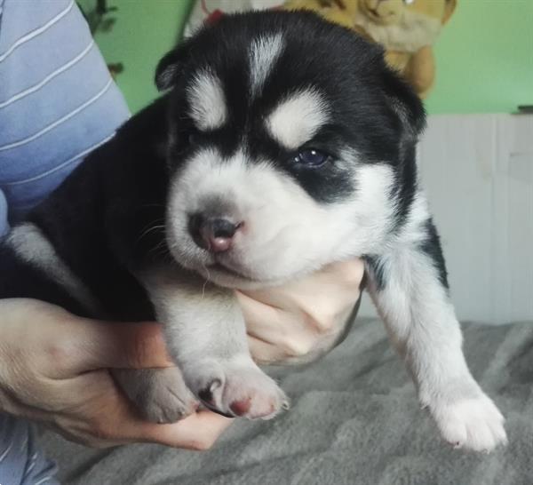 Puppy Siberische Husky Kopen | Poolhonden, Keeshonden en Oertypen