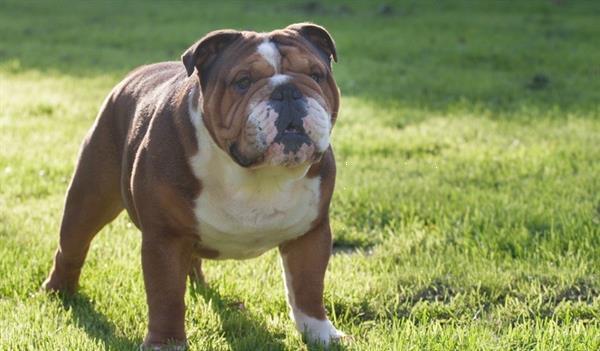 Engelse Bulldog Pups Teefjes en Reutjes.. Kopen | Bulldogs, Pinschers ...