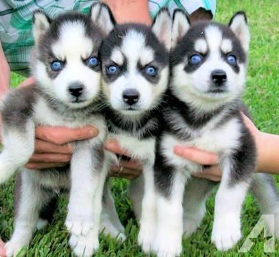 Siberische Husky Puppies Blauwe Ogen Kopen | Bulldogs, Pinschers en ...