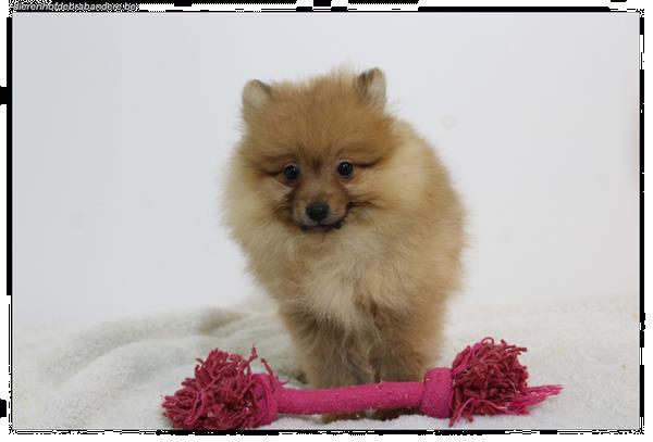 Dwergkeeshond Pups Kopen | Poolhonden, Keeshonden en Oertypen