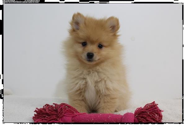 Dwergkeeshond Pups Kopen | Poolhonden, Keeshonden en Oertypen