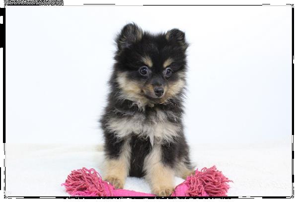 Dwergkeeshond Pups Kopen | Poolhonden, Keeshonden en Oertypen