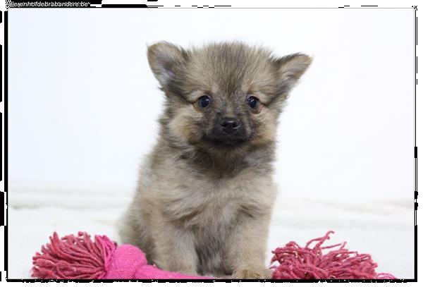 Dwergkeeshond Pups Kopen | Poolhonden, Keeshonden en Oertypen