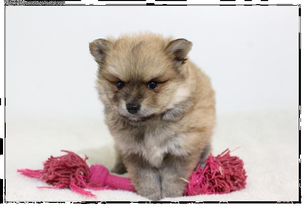 Dwergkeeshond Pups Kopen | Poolhonden, Keeshonden en Oertypen