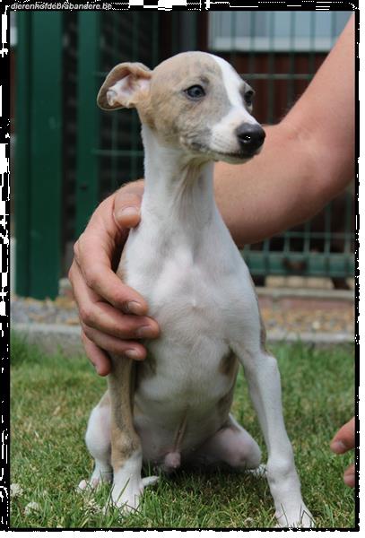 Italiaanse Windhond Pups Kopen | Windhonden