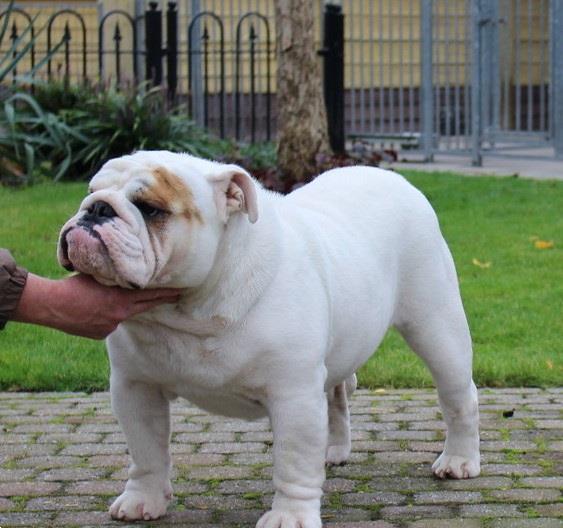 Engelse Bulldog Pups op Zoek Naar een nieuw Huis Kopen | Bulldogs ...