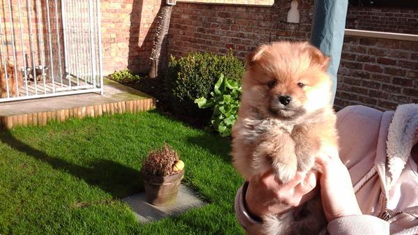 Puppy Mini Keesje Kopen | Poolhonden, Keeshonden en Oertypen