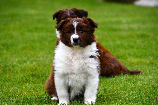 Border Collie Pups te Koop Kopen | Herdershonden en Veedrijvers Border Collie Pups te Koop Kopen | Herdershonden en Veedrijvers