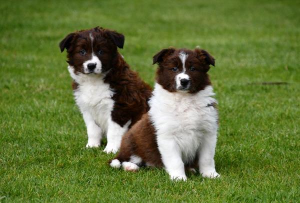 Border Collie Pups te Koop Kopen | Herdershonden en Veedrijvers Border Collie Pups te Koop Kopen | Herdershonden en Veedrijvers