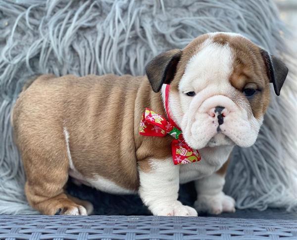 Structuur 4 Engelse Bulldog-Pups Kopen | Bulldogs, Pinschers en Molossers