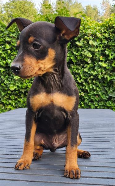 Mooie Duitse Dwergpinscher Pincher Kopen | Bulldogs, Pinschers en Molossers